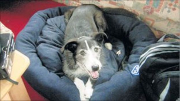 Electrocuted dog's Galashiels owner describes ordeal - BBC News