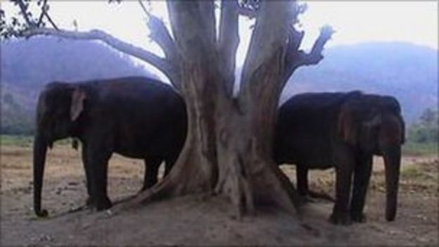 Bhutanese elephants develop 'new fondness' for oranges - BBC News