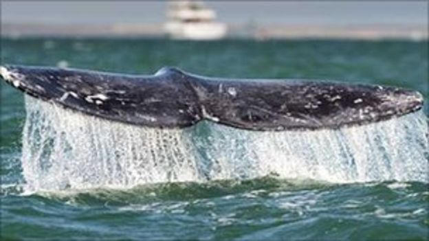 South Korea tightens rules to combat illegal whaling - BBC News