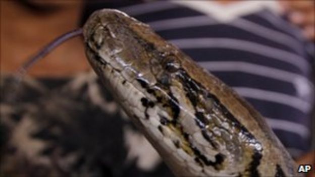 'Charmed' pythons tie the knot in Cambodia - BBC News