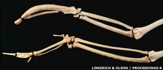 Ancient Jamaican bird used wings to go clubbing - BBC News