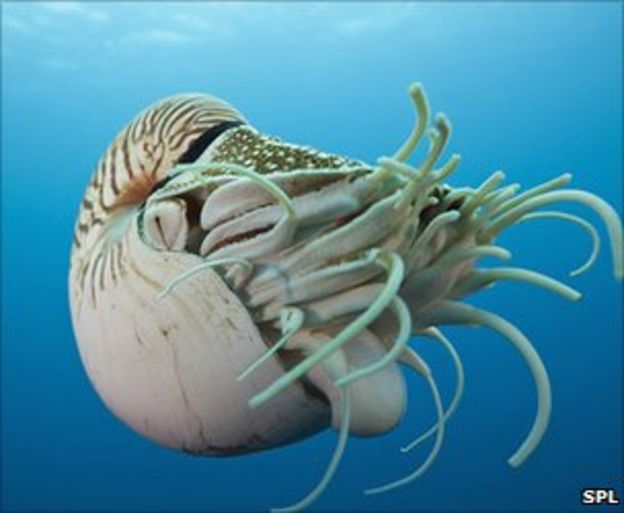 Ammonite diet revealed in X-rays - BBC News