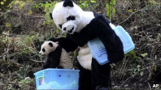 Why do we love pandas? - BBC News