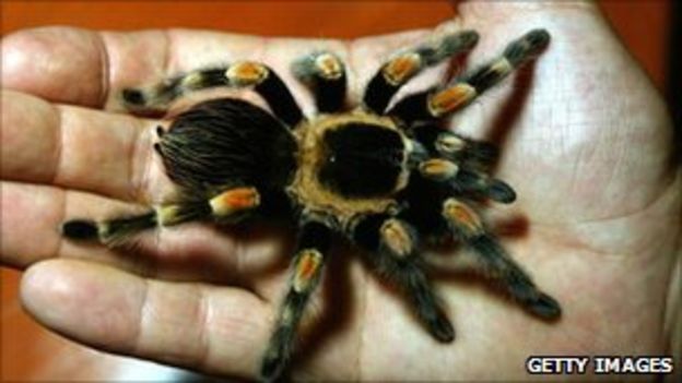 German man admits smuggling live tarantulas into US - BBC News