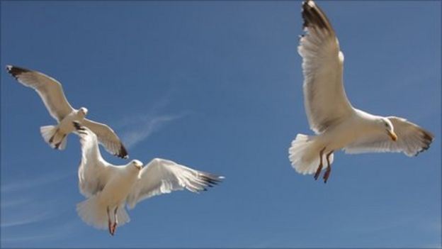 Timeline: Dumfries seagull fight - BBC News