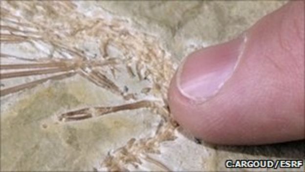 Studying how snakes got legless - BBC News