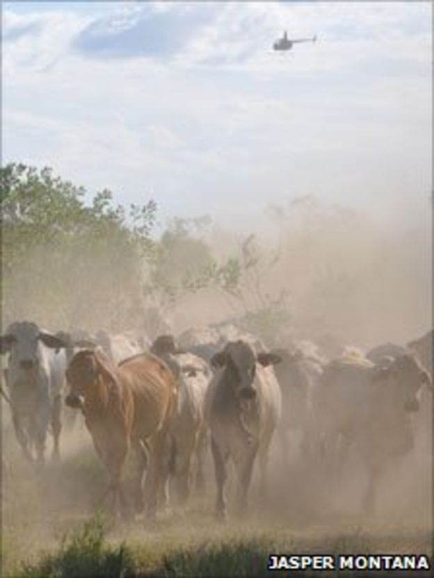 Helicopter cowboys of Australia's Outback - BBC News