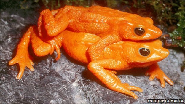 Frog hunt ends: Most still absent - BBC News