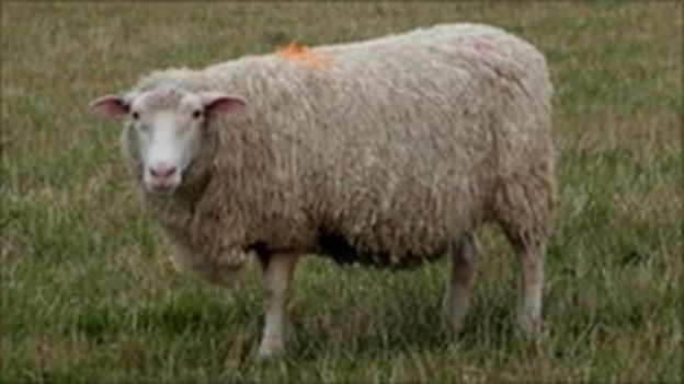 Lancashire sheep mauled to death - BBC News