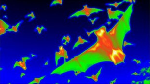 'Aeroecology' uses radar to track flying animals - BBC News