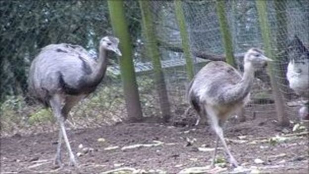 Police in Lincolnshire search for flightless bird - BBC News