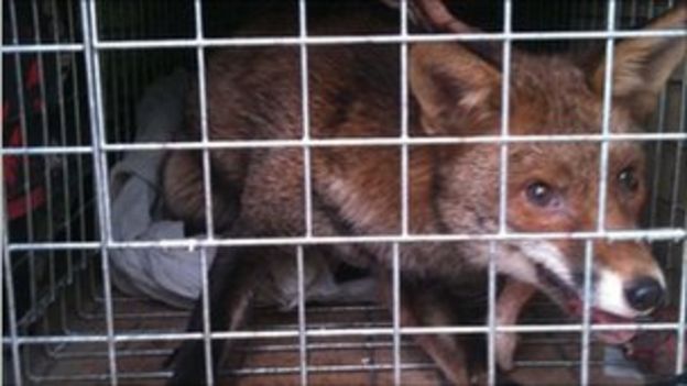 Fox lived in the Shard skyscraper at London Bridge - BBC News