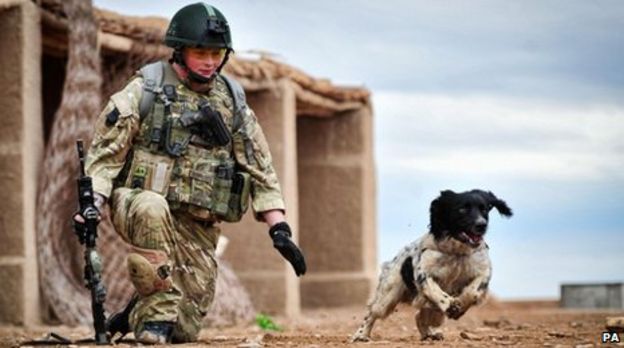 Army sniffer dog dies after sniper attack in Afghanistan - BBC News