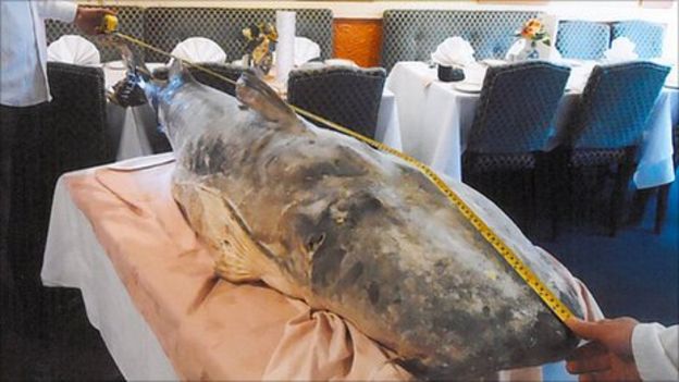 Giant tiger fish served up at tandoori in Norfolk - BBC News