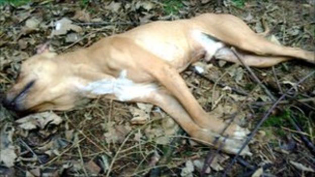 'Bite death' puppy and dog dumped in Aberdeenshire - BBC News