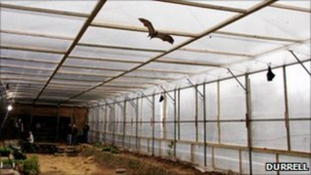 Bankers build new 'bat tunnel' at Durrell - BBC News