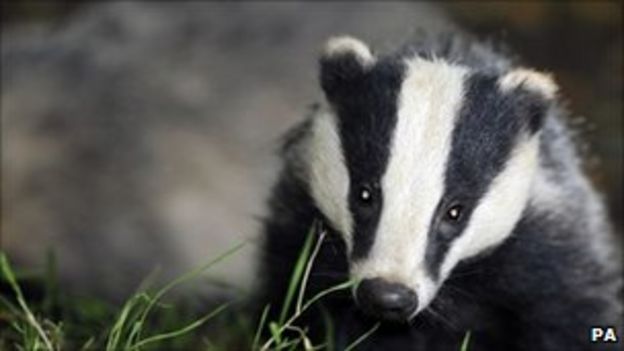 Wales badger cull: Trust appeals to AMs before vote - BBC News