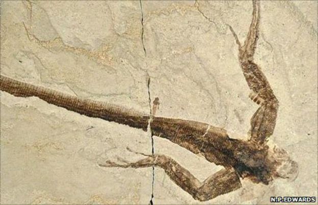 Prehistoric reptile skin secrets revealed in new image - BBC News