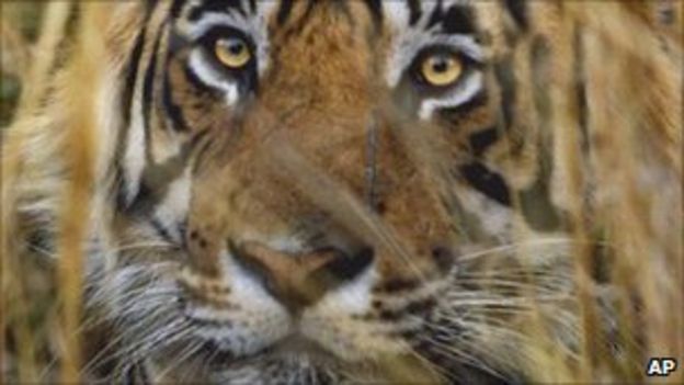 India's first anti-poaching tiger force begins work - BBC News