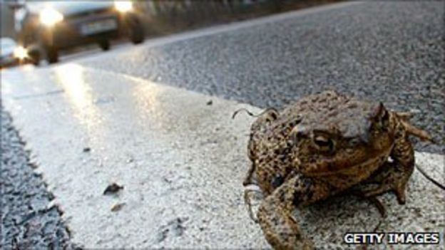 Volunteers wanted to carry toads across Wiltshire roads - BBC News