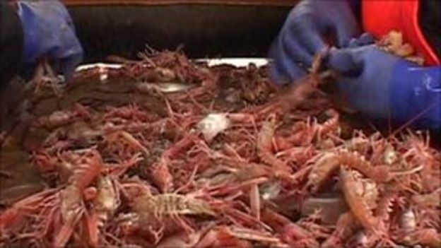 30 jobs go at scampi factory in Portavogie - BBC News