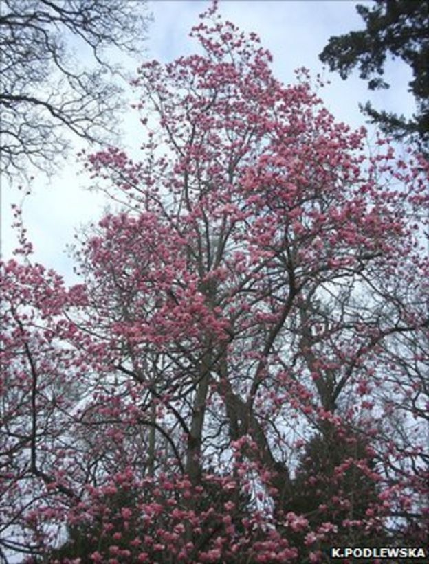 Champion magnolia 'Diva' enjoys bumper bloom - BBC News