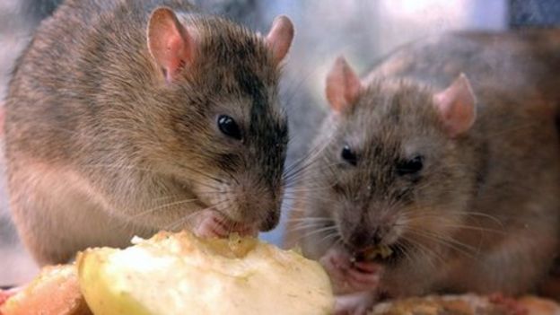 'Rats will hate this job posting' - New York City seeks rat tsar - BBC News