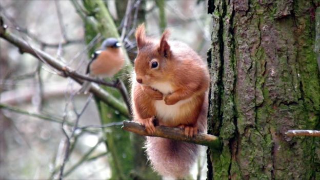 Your Pictures of Scotland: 8 - 15 April - BBC News