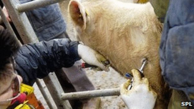Badger vaccine pilot planned by National Trust in Devon - BBC News