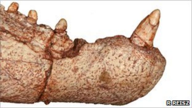 Fossil from 275 million years ago shows oldest abscess - BBC News