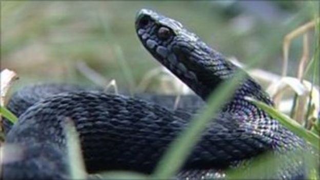 Poisonous adder snake bites woman on cliffs near Swanage - BBC News