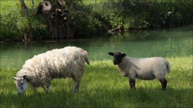 Chernobyl radiation checks on Welsh farms reviewed - BBC News