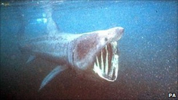 Early Manx basking shark spotted - BBC News