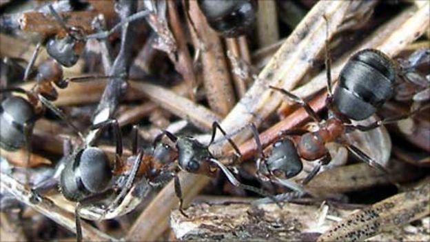 Carbon-capturing wood ants under threat from invasive plant - BBC News