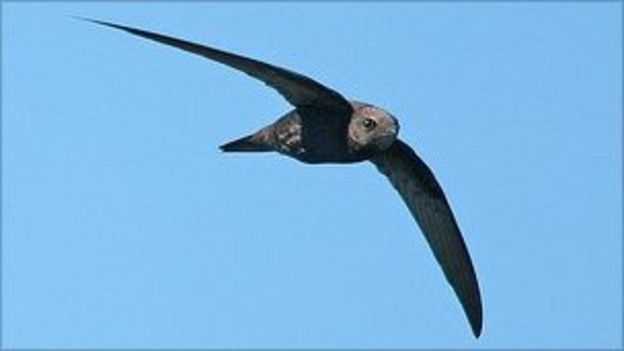 Exeter bird project wants swift response - BBC News