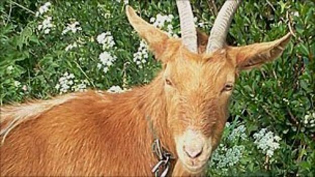 Wiltshire farm offers reward for return of golden goat - BBC News