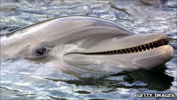 Dolphin autopsy reveals deformity of spine - BBC News