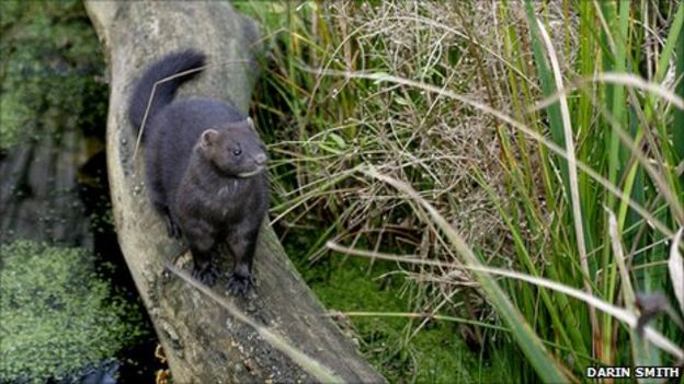 American mink trapping on Western Isles extended - BBC News