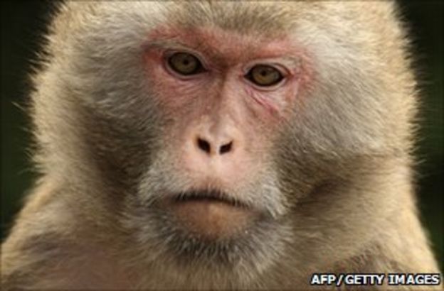 Monkey HIV vaccine 'effective', say researchers - BBC News