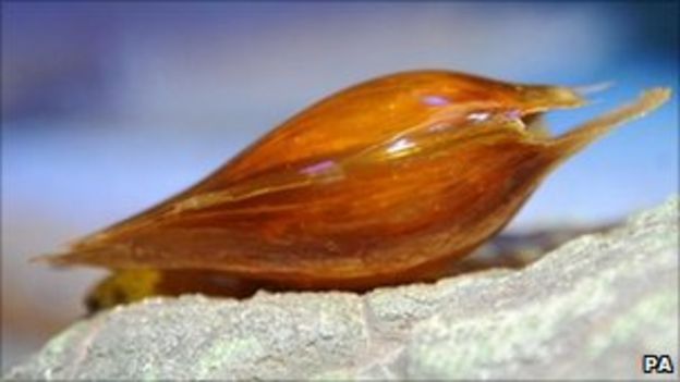 Blackpool aquarium finds evidence of hidden shark - BBC News
