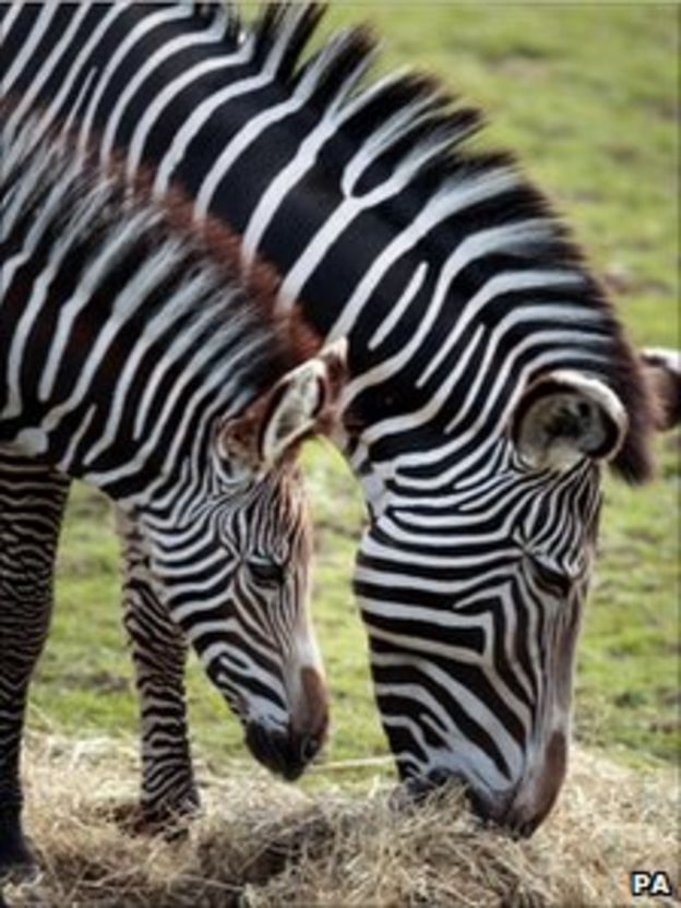 Rare baby zebras make appearance at Edinburgh Zoo - BBC News