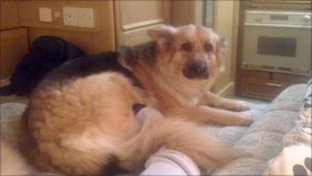 Kent family devastated by German Shepherd 'poisoning' - BBC News