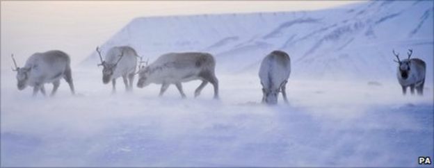 Tests show Arctic reindeer 'see in UV' - BBC News