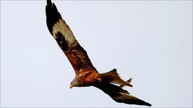 Red kite 30-year Chilterns project a 'conservation success' - BBC News