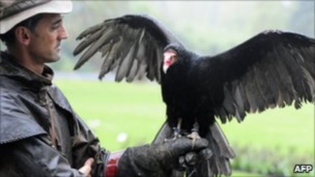 German police train vulture 'detectives' to find bodies - BBC News