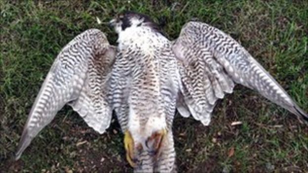 Peregrine falcon shot in Ballater has to be destroyed - BBC News