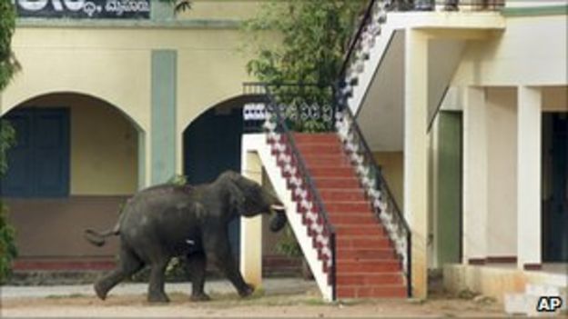 Elephant rampage causes terror in Indian city - BBC News