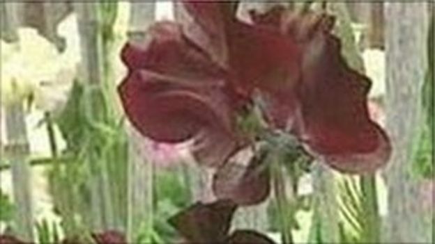 Shropshire sweet pea champion appointed MBE - BBC News