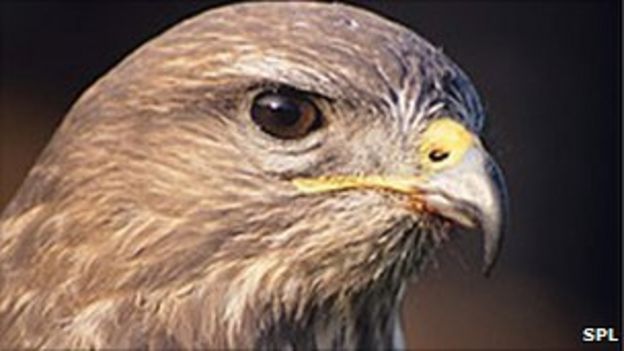 Man, 71, attacked by buzzard in field near Severn Stoke - BBC News
