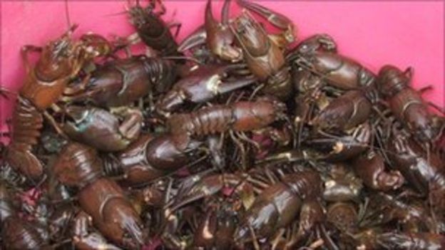 Study may help endangered white clawed crayfish - BBC News
